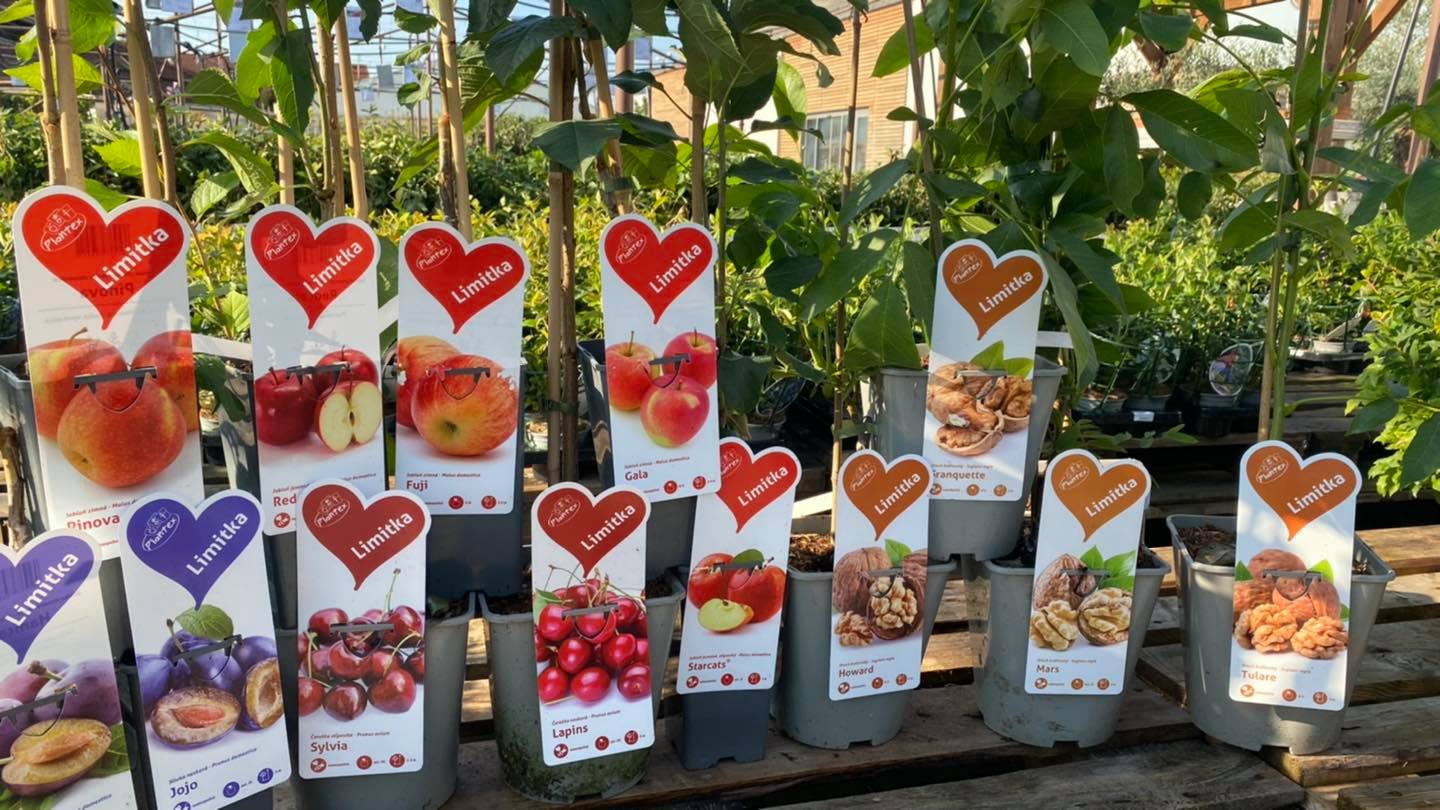 Limitky - kvalitné ovocné stromy v kvetináčoch