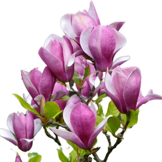 Kvitnúce kry a dreviny | Záhrada Plantex