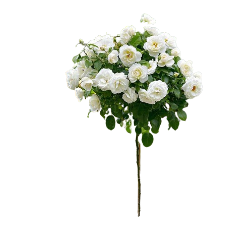 Stromčekové ruže l Záhrada Plantex - všetko pre vašu záhradu aj online ...